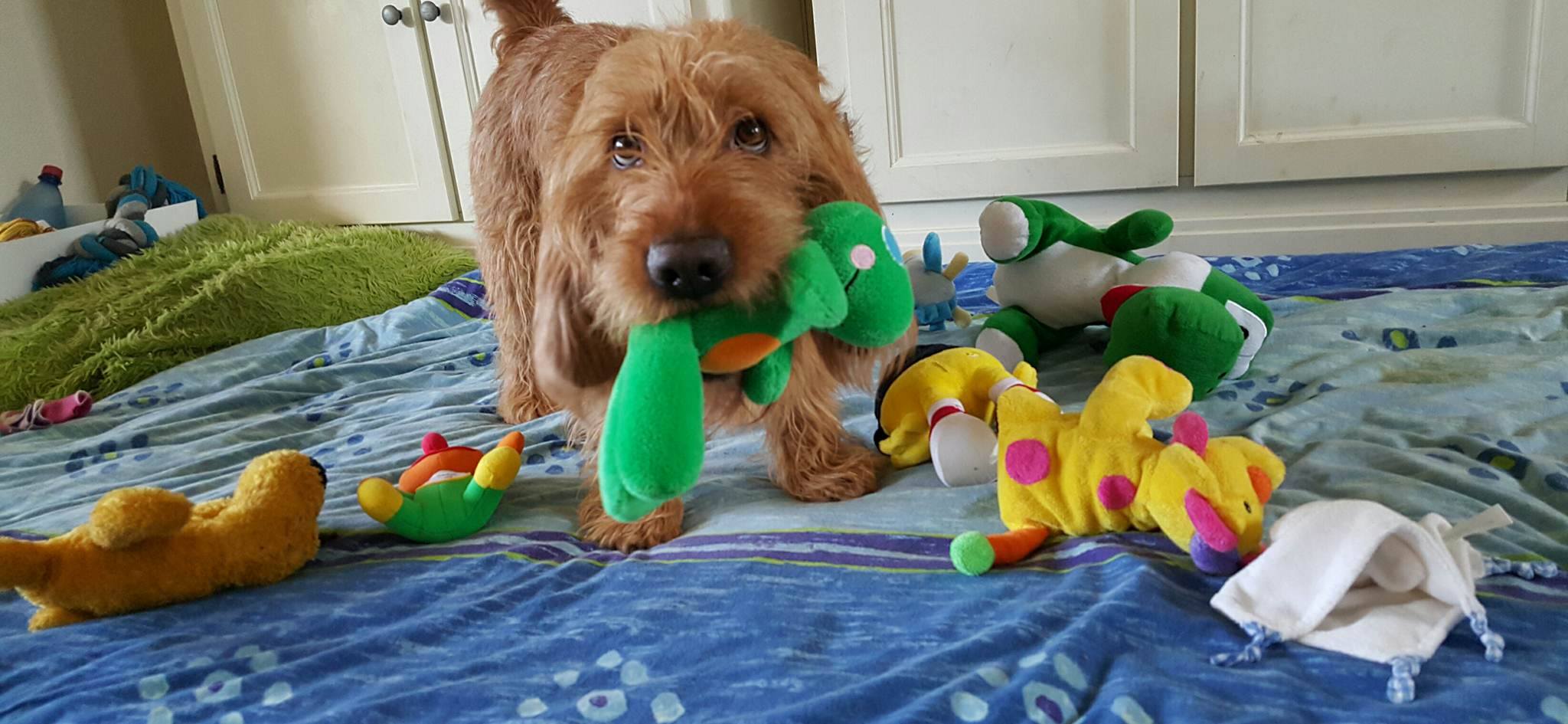 Griffon Lovers United! | Griffons